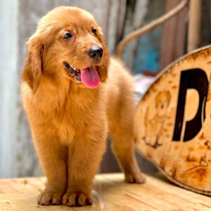 Mua bán chó Golden Retriever – Hiền, quấn chủ, video thật