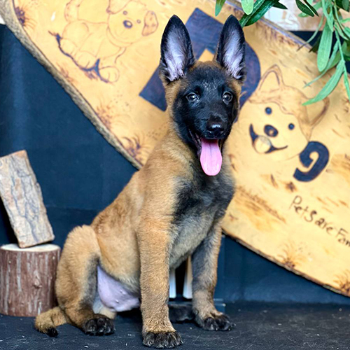 Chó Malinois – Mua Becgie Bỉ con, có video thật | Chạm Pets