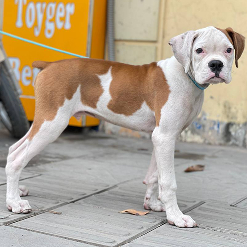 Chó Boxer mua bé khỏe, xem ảnh video thật tại Chạm Pets